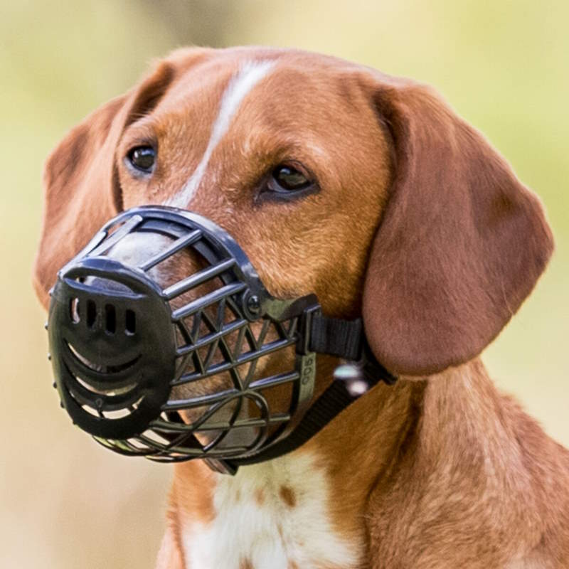 Maulkorb - Jeder Hund sollte ihn kennen | Hundeshop.de