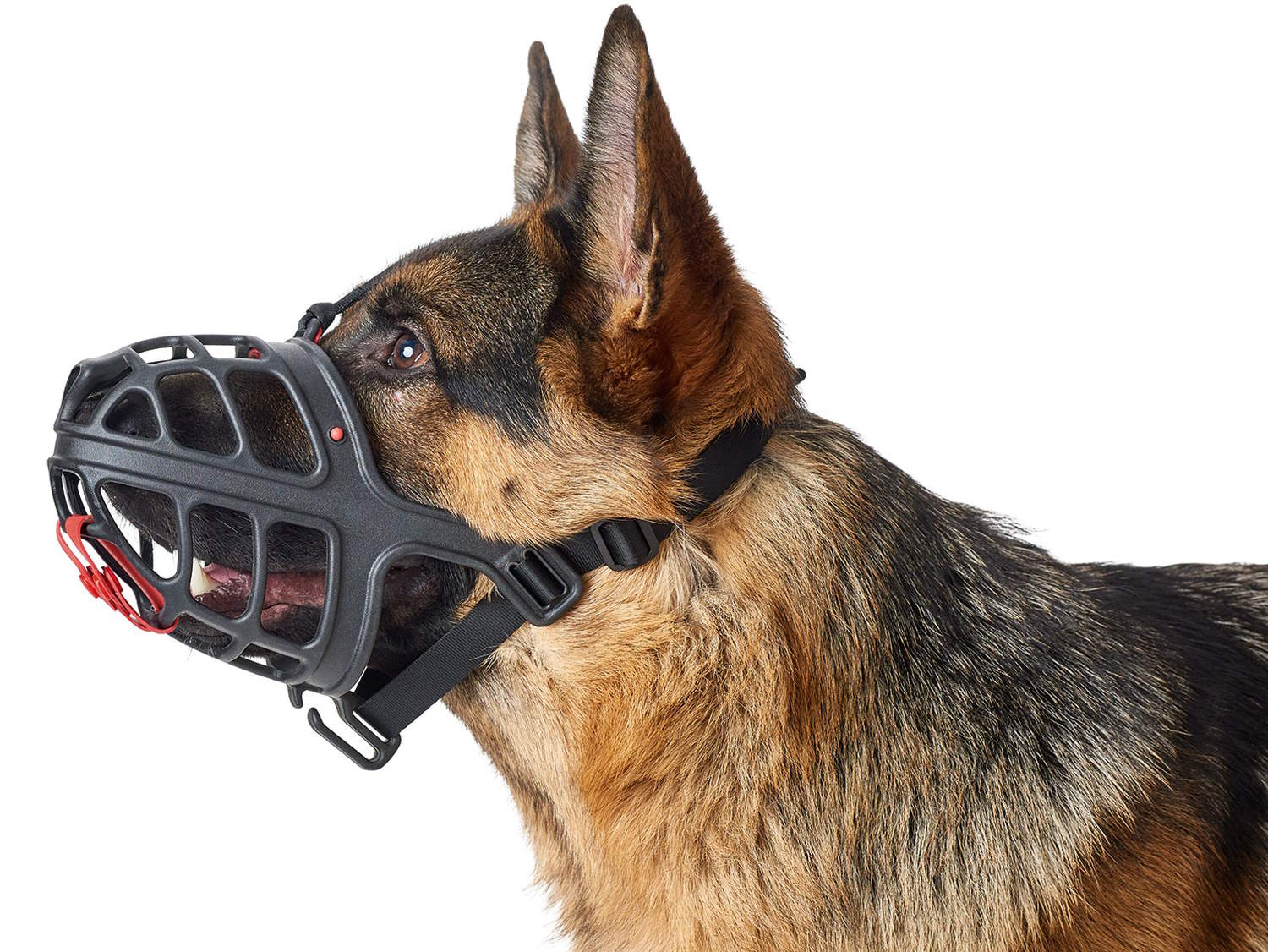 Maulkorb - Jeder Hund sollte ihn kennen | Hundeshop.de