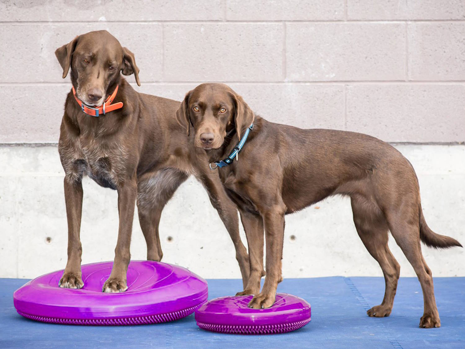 FitPAWS® für effektives Hundetraining | Hundeshop.de